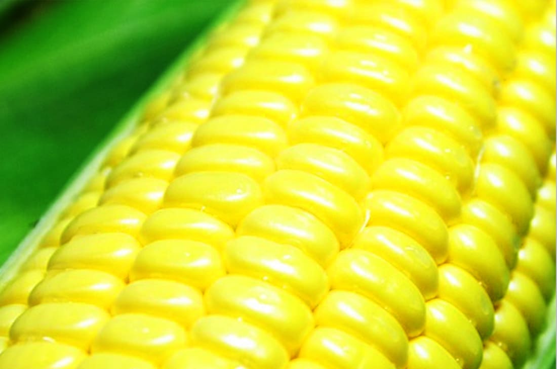 きみひめ | 一般社団法人七夕協会